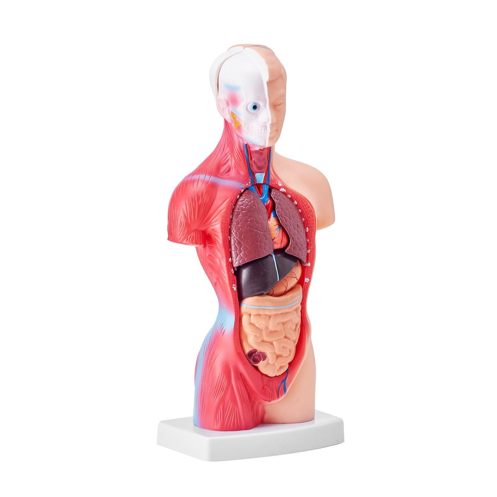 VEVOR 11 Inch Human Body Anatomy Model with Detachable Organs for Scie ...